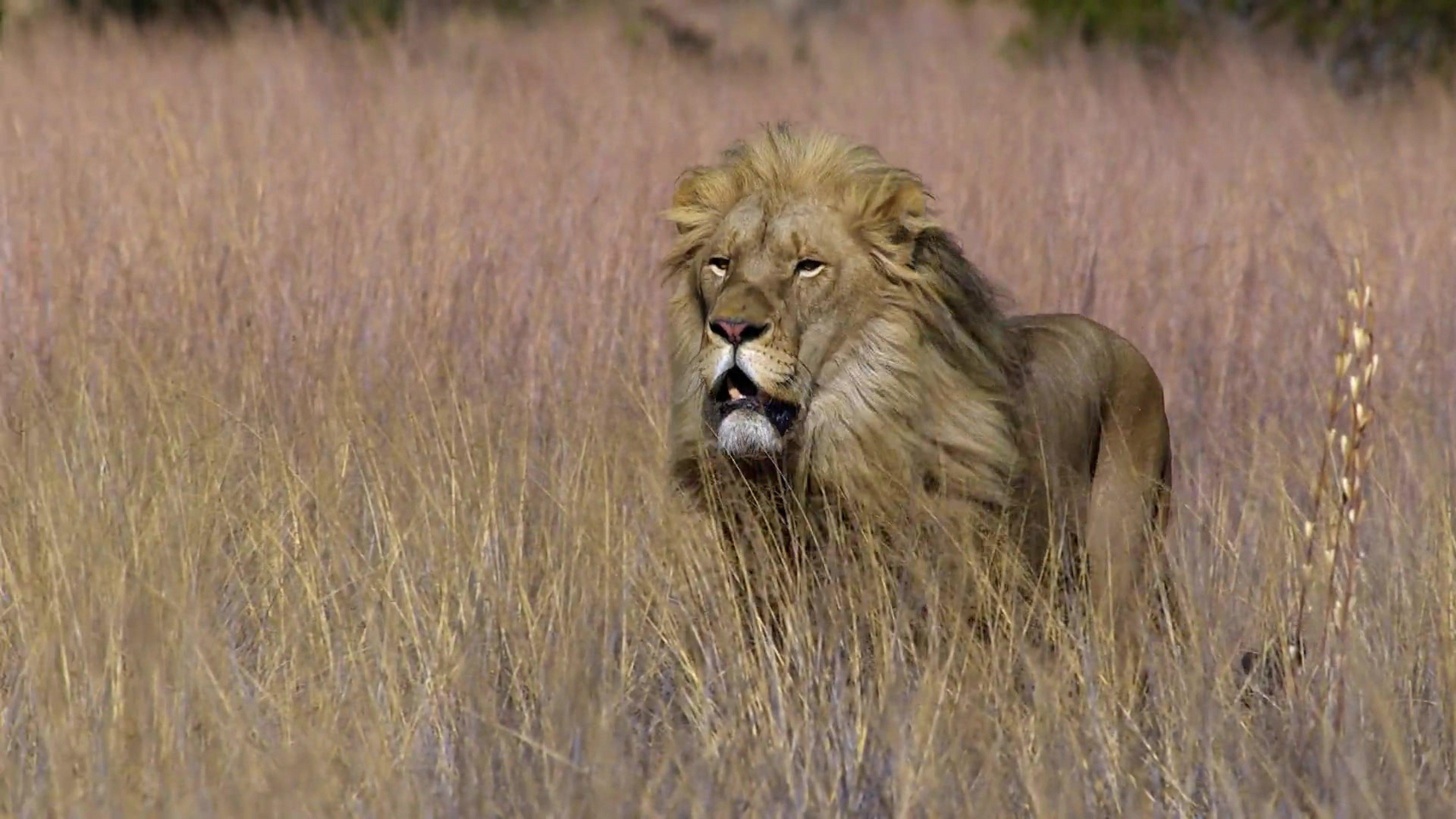 Watch Killer IQ: Lion vs Hyena: S1E2 - Predator Challenge on Philo ...