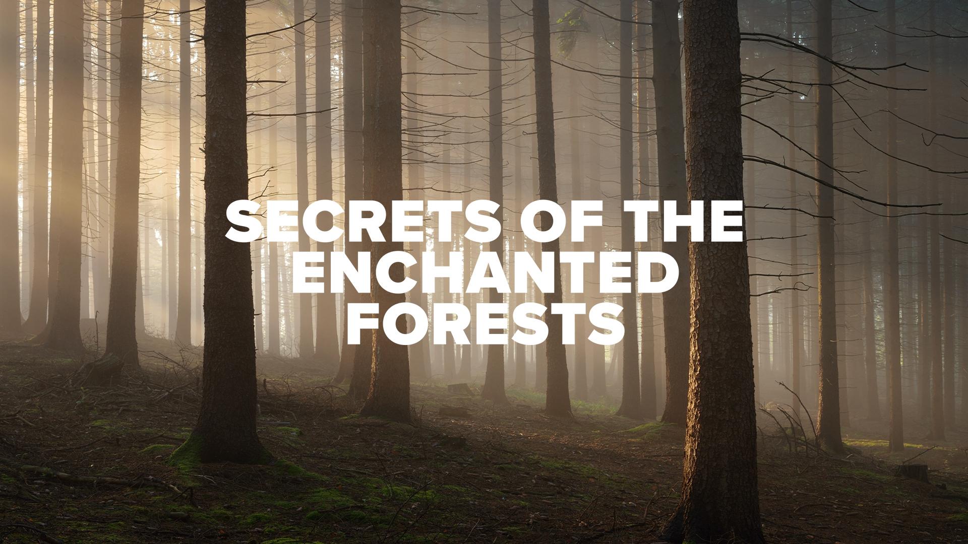 Watch Secrets of the Enchanted Forests Streaming Online on Philo