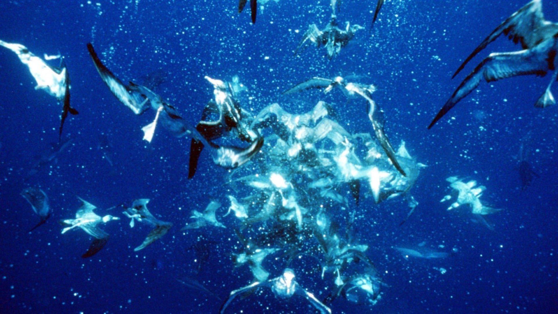 Watch Planet Earth: The Blue Planet: S1E1 - The Blue Planet on Philo ...