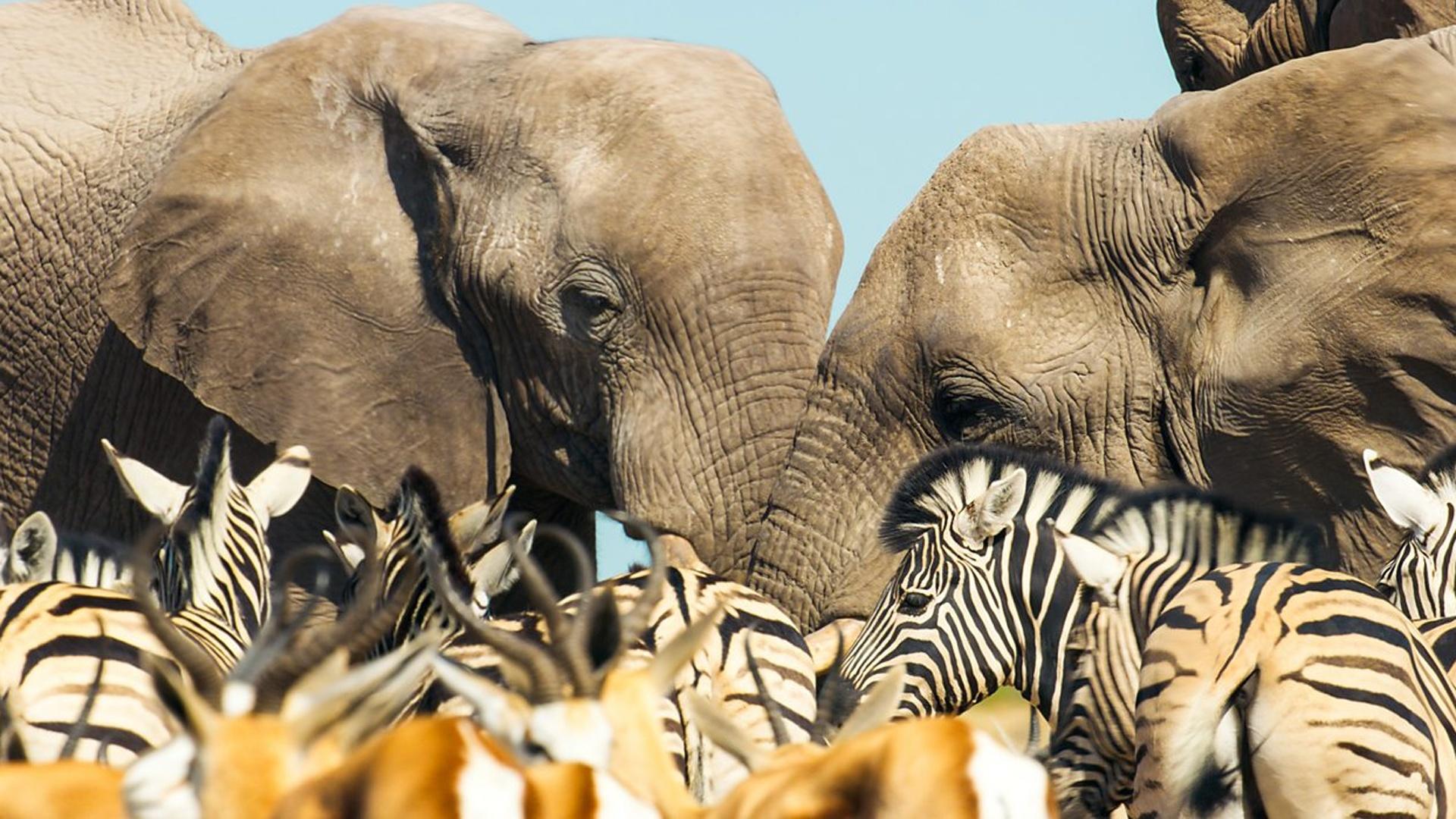 Watch Planet Earth: Mammals: S1E1 - Dark on Philo (Free Trial)