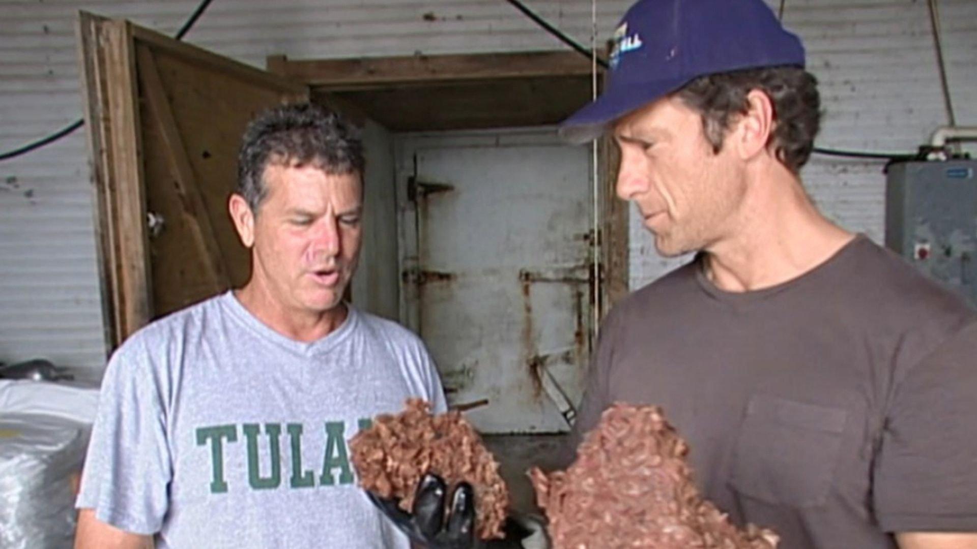 Watch Dirty Jobs: S2E5 - Alligator Farmer on Philo (Free Trial)