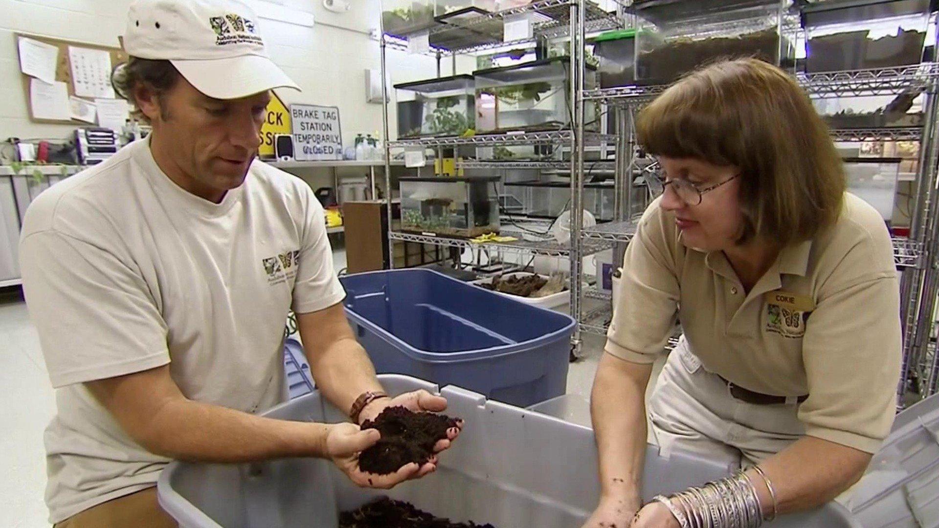 Watch Dirty Jobs: S3E1 - Bug Breeder on Philo (Free Trial)