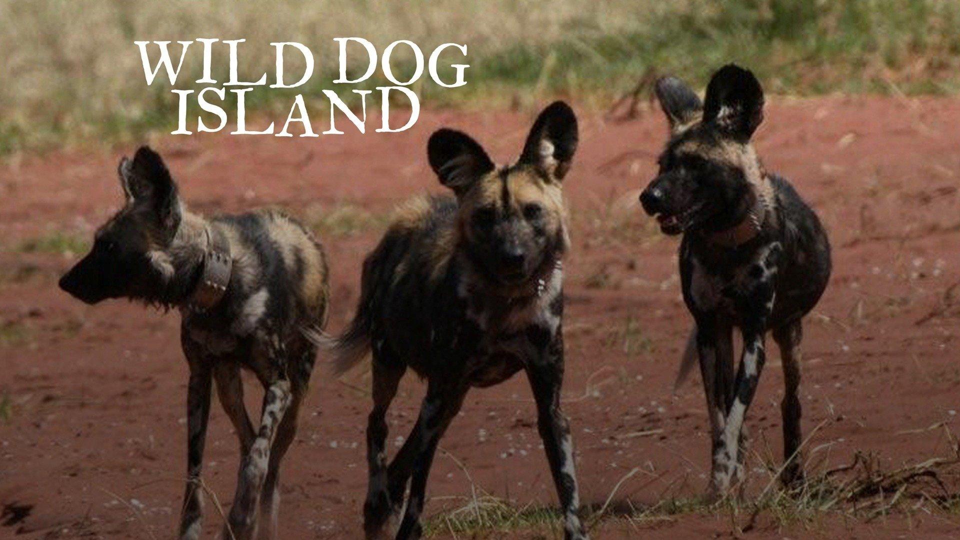 Watch Wild Dog Island Streaming Online on Philo