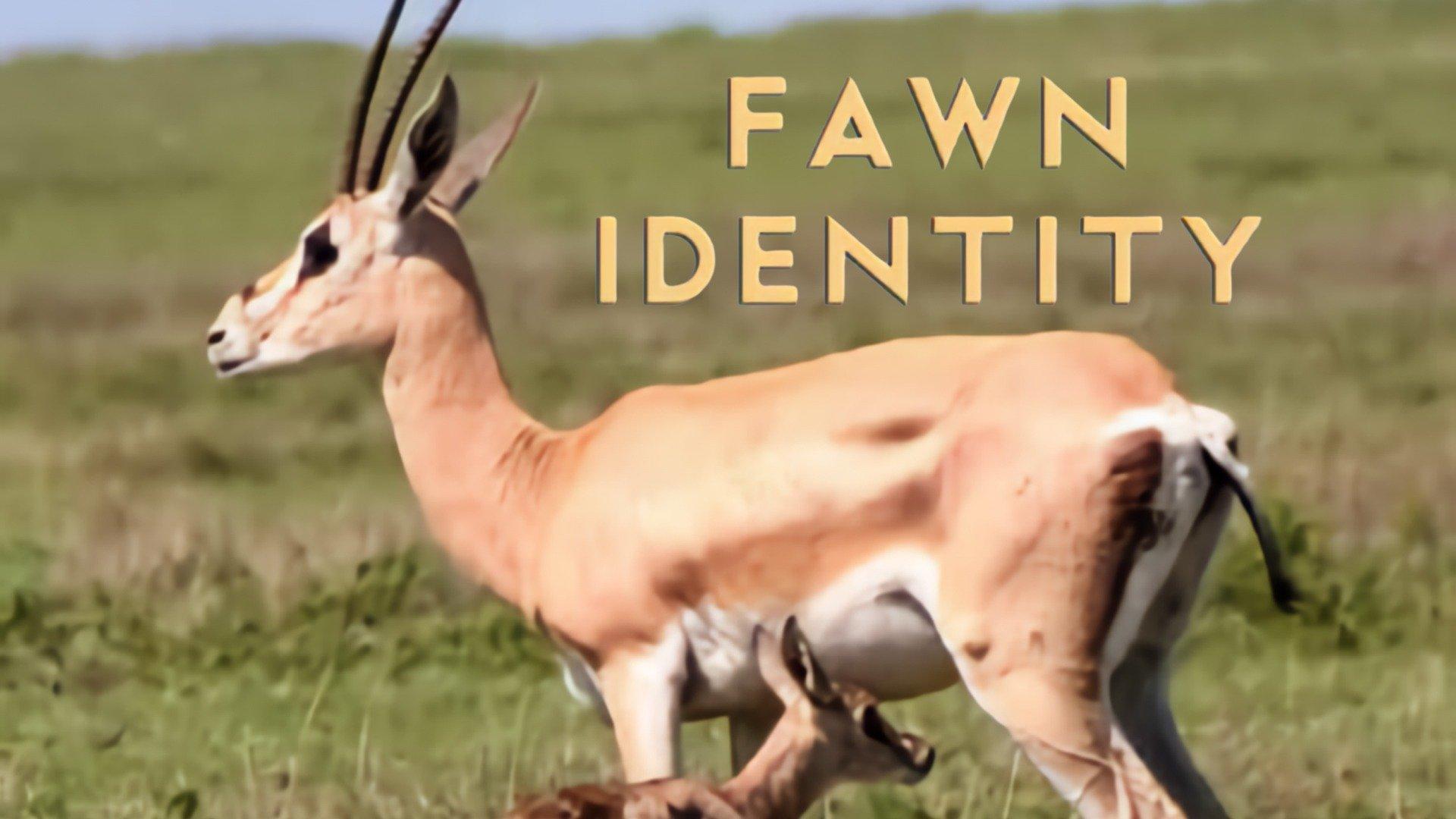 Watch Fawn Identity Streaming Online on Philo
