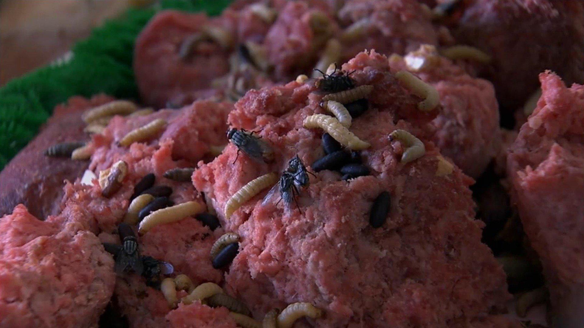 Watch Life After People: S2E4 - Last Supper on Philo (Free Trial)